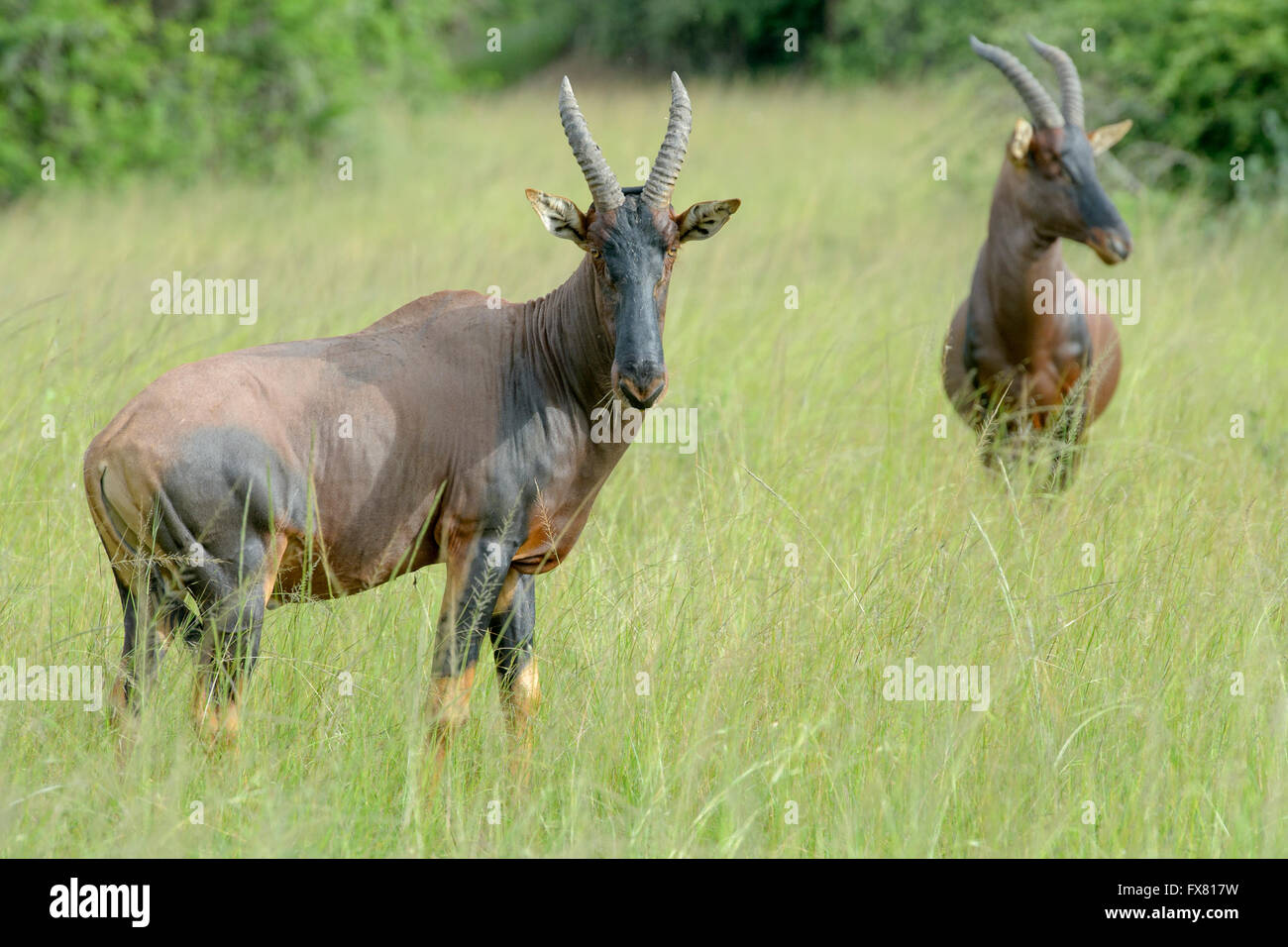 Zwei Topi (Damaliscus Lunatus Jimela) stehend auf Savanne, Blick in die ...