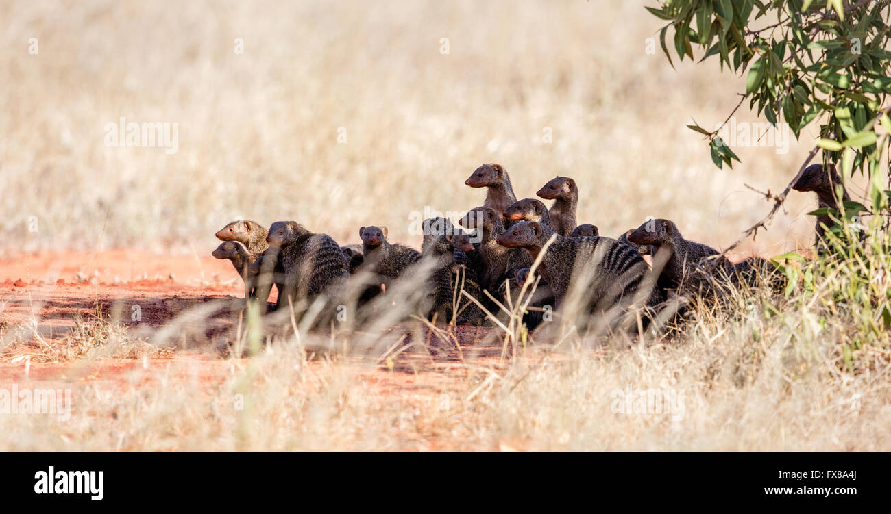 Mungo familie -Fotos und -Bildmaterial in hoher Auflösung – Alamy