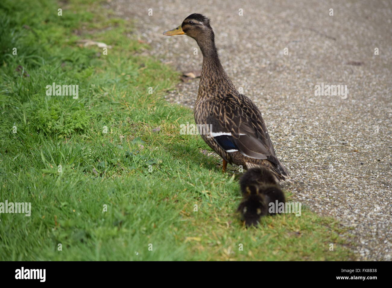 Ente und babys -Fotos und -Bildmaterial in hoher Auflösung – Alamy