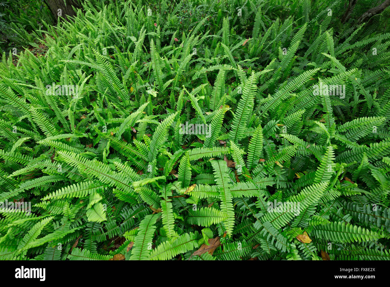 Bodendecker farn -Fotos und -Bildmaterial in hoher Auflösung – Alamy