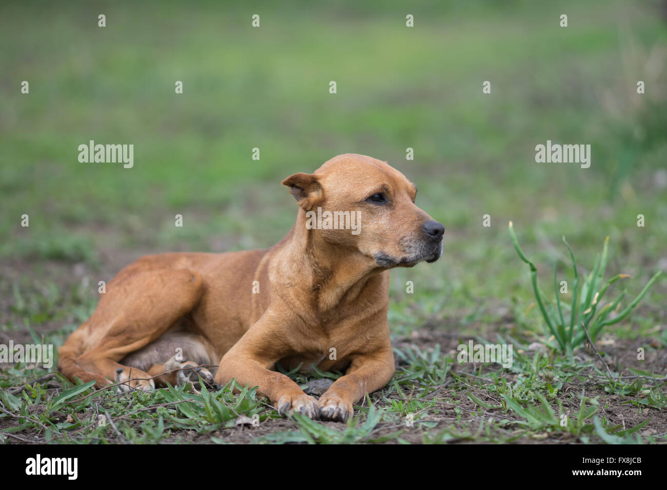 Red nose pit bull -Fotos und -Bildmaterial in hoher Auflösung – Alamy