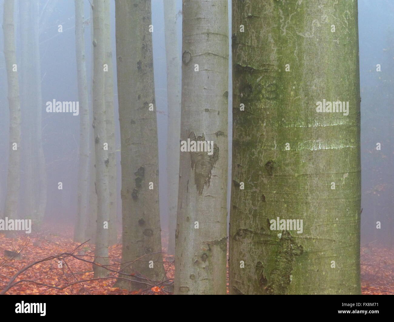 Buchenwald im nebel -Fotos und -Bildmaterial in hoher Auflösung – Alamy Buchenwald im nebel -Fotos und -Bildmaterial in hoher Auflösung – Alamy