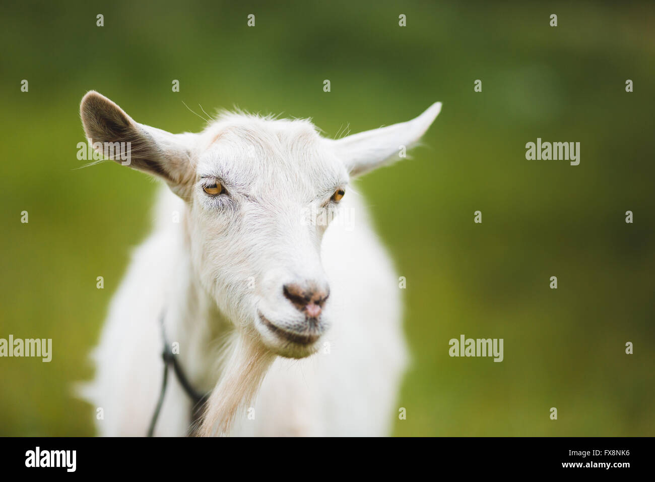 Ziege witzig -Fotos und -Bildmaterial in hoher Auflösung – Alamy