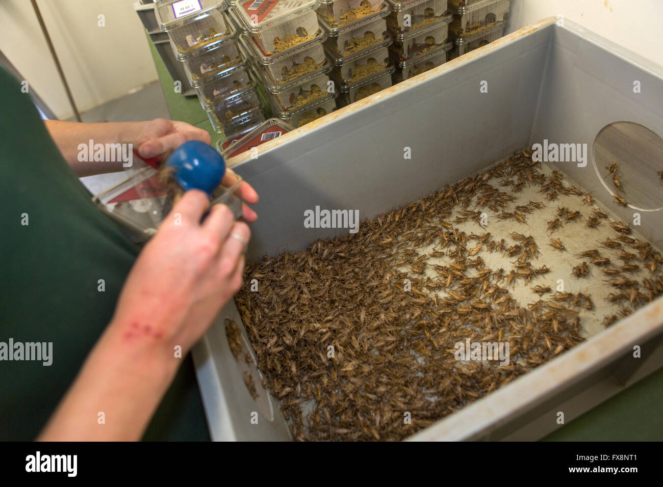 Produktion der großen Skala der essbare Insekten (Grillen) in den ...