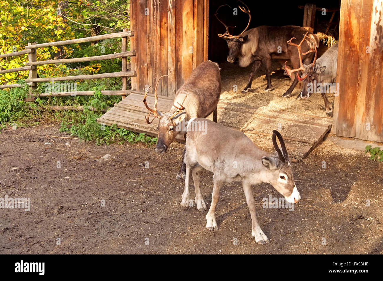 Rentier skansen -Fotos und -Bildmaterial in hoher Auflösung – Alamy