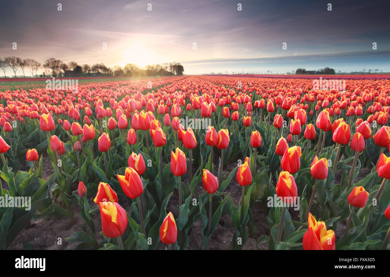 Feld Tulpe Stockfotos und -bilder Kaufen - Alamy