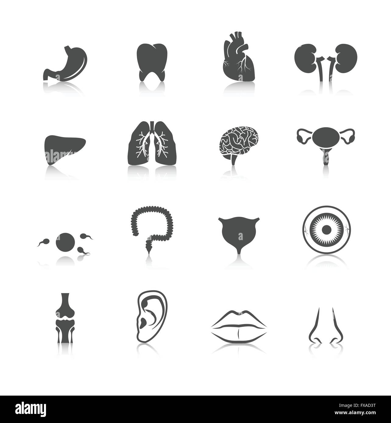 Menschliche Organe Symbole Stock-Vektorgrafik - Alamy