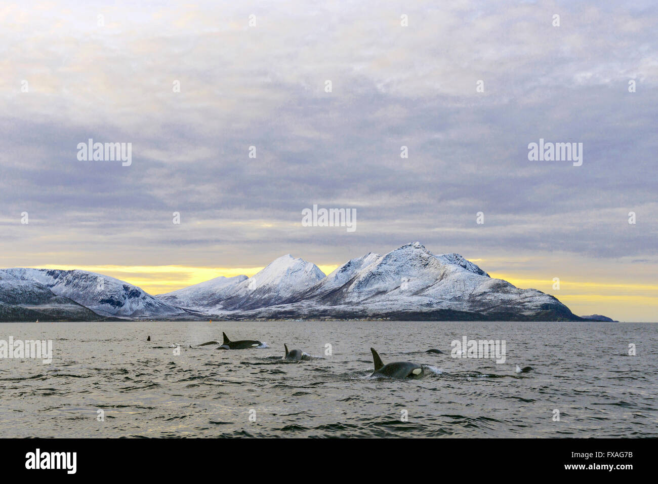 Orca winter -Fotos und -Bildmaterial in hoher Auflösung – Alamy