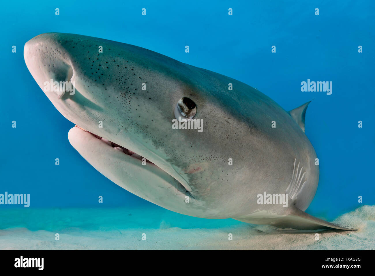 Tigerhai auge Stockfotos und -bilder Kaufen - Alamy