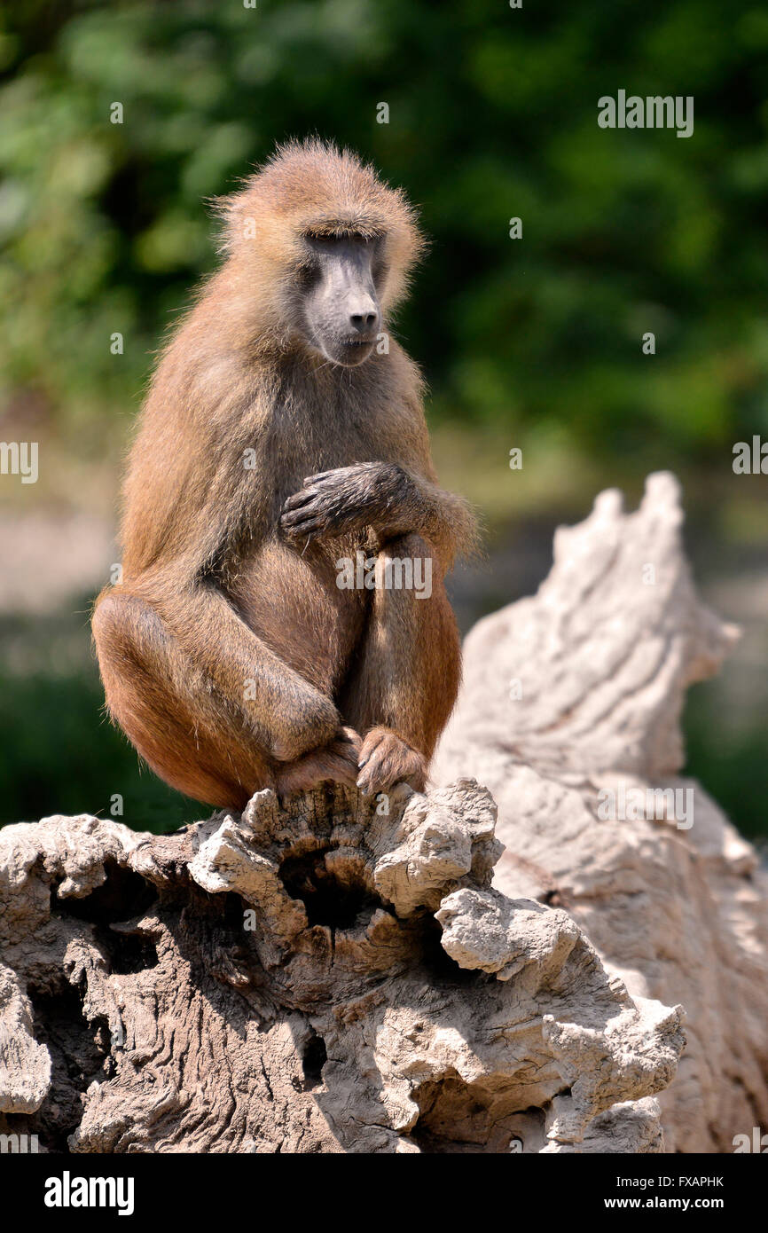 Pavian sitzt -Fotos und -Bildmaterial in hoher Auflösung – Alamy