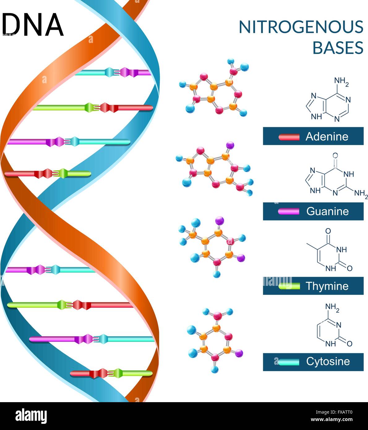 DNA-Basen Poster Stock-Vektorgrafik - Alamy