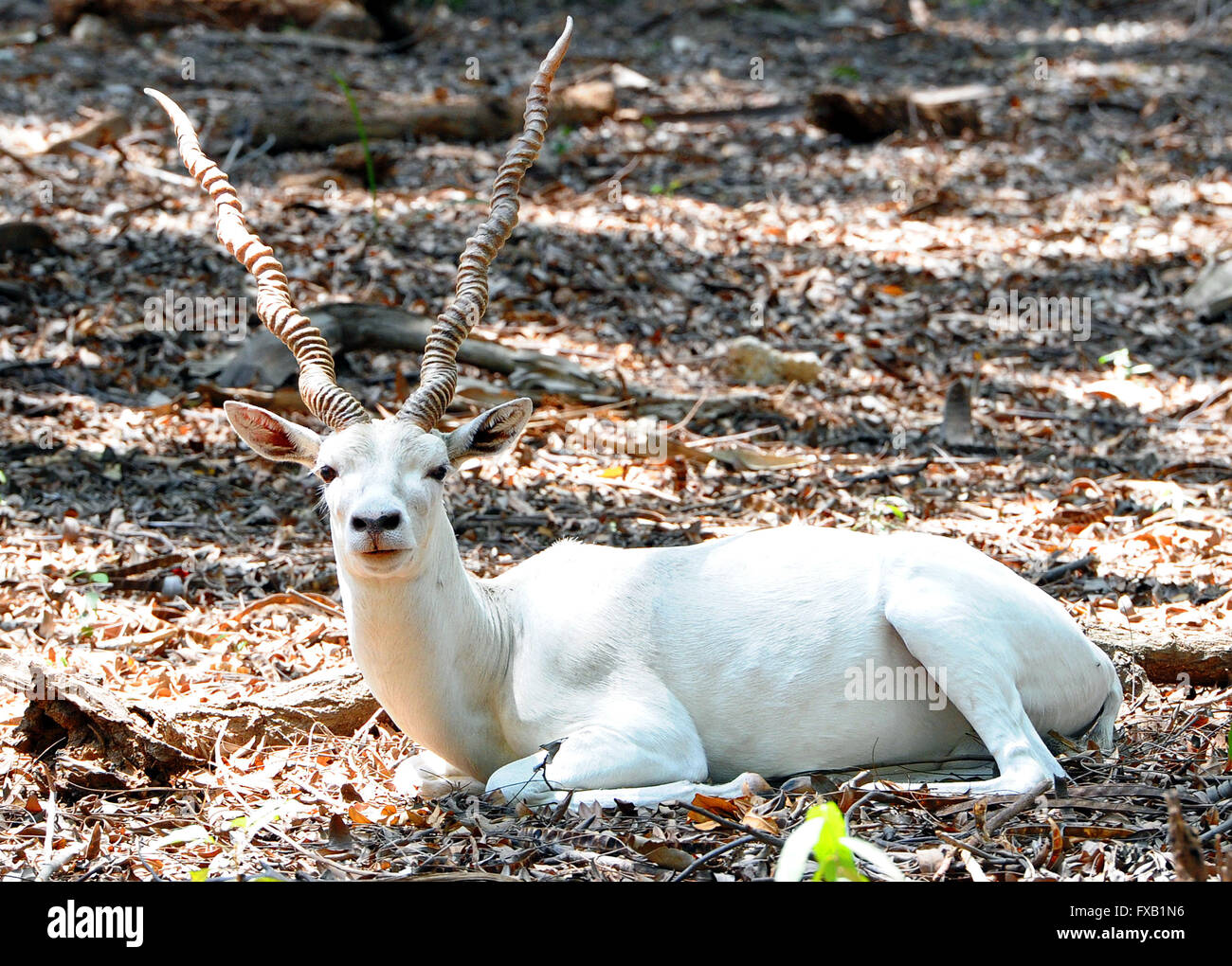 Ein weißen, schwarzen Bock (Antilope) bei IIT Madras,Chennai,India ...