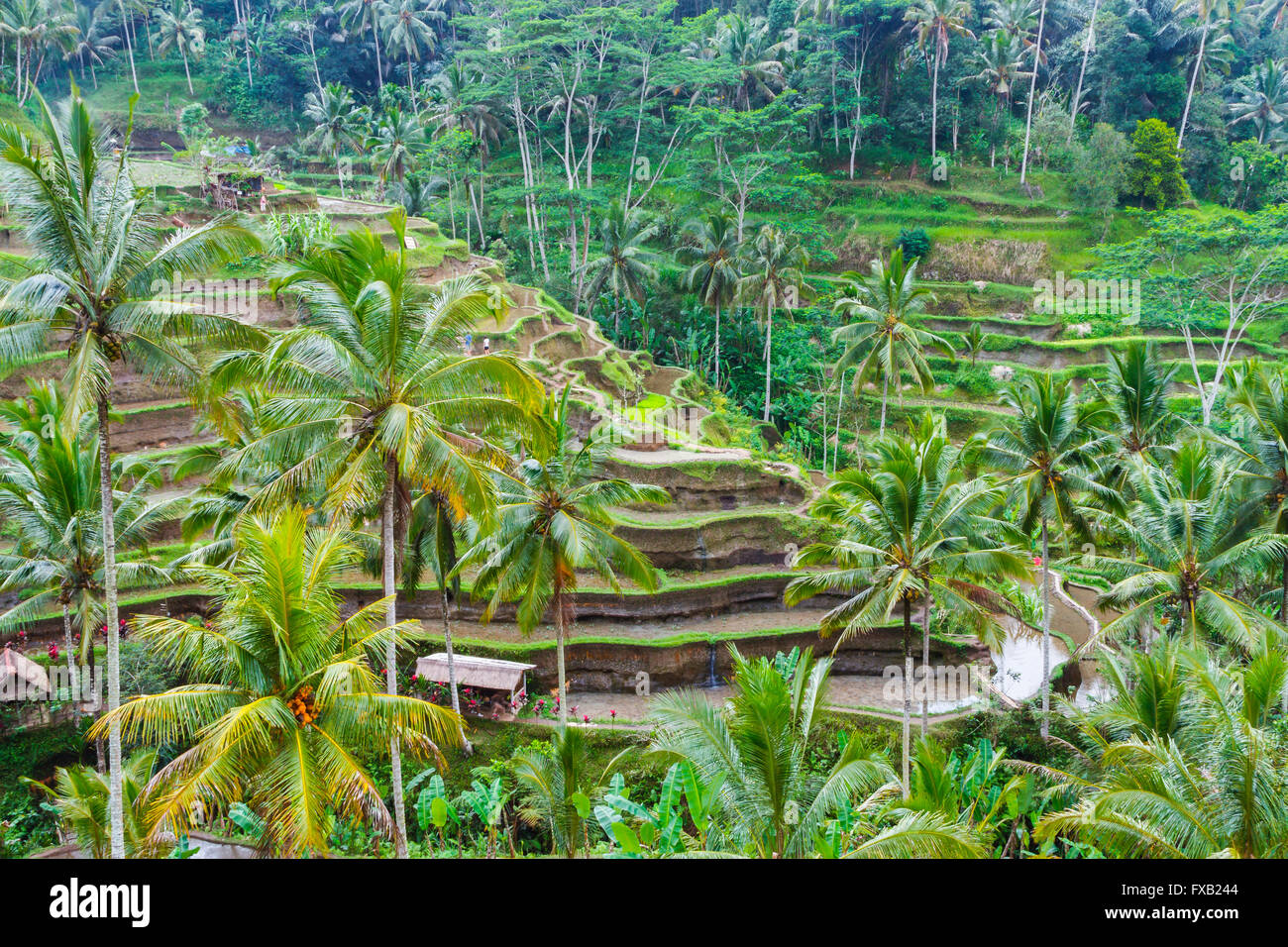 Reisfeld terrasse -Fotos und -Bildmaterial in hoher Auflösung – Alamy