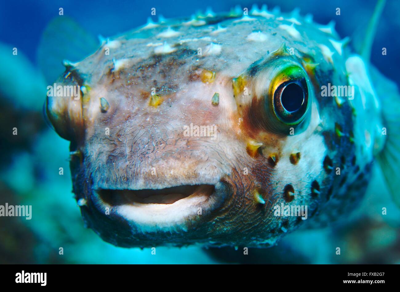 Stachelschwein Fische im Roten Meer Stockfotografie - Alamy
