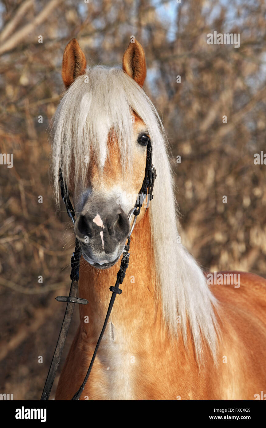 Tyrolean Haflinger Pferde stehen im Stall, Nord-Tirol, Österreich ...