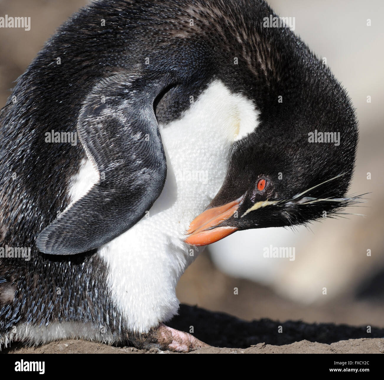 Felsen hopper pinguin -Fotos und -Bildmaterial in hoher Auflösung – Alamy