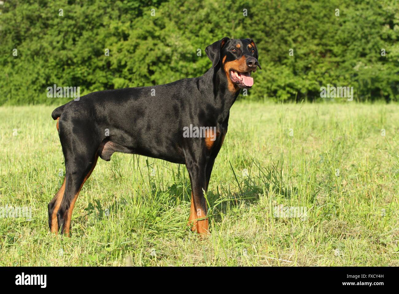 Guard dog doberman pinscher standing -Fotos und -Bildmaterial in hoher ...