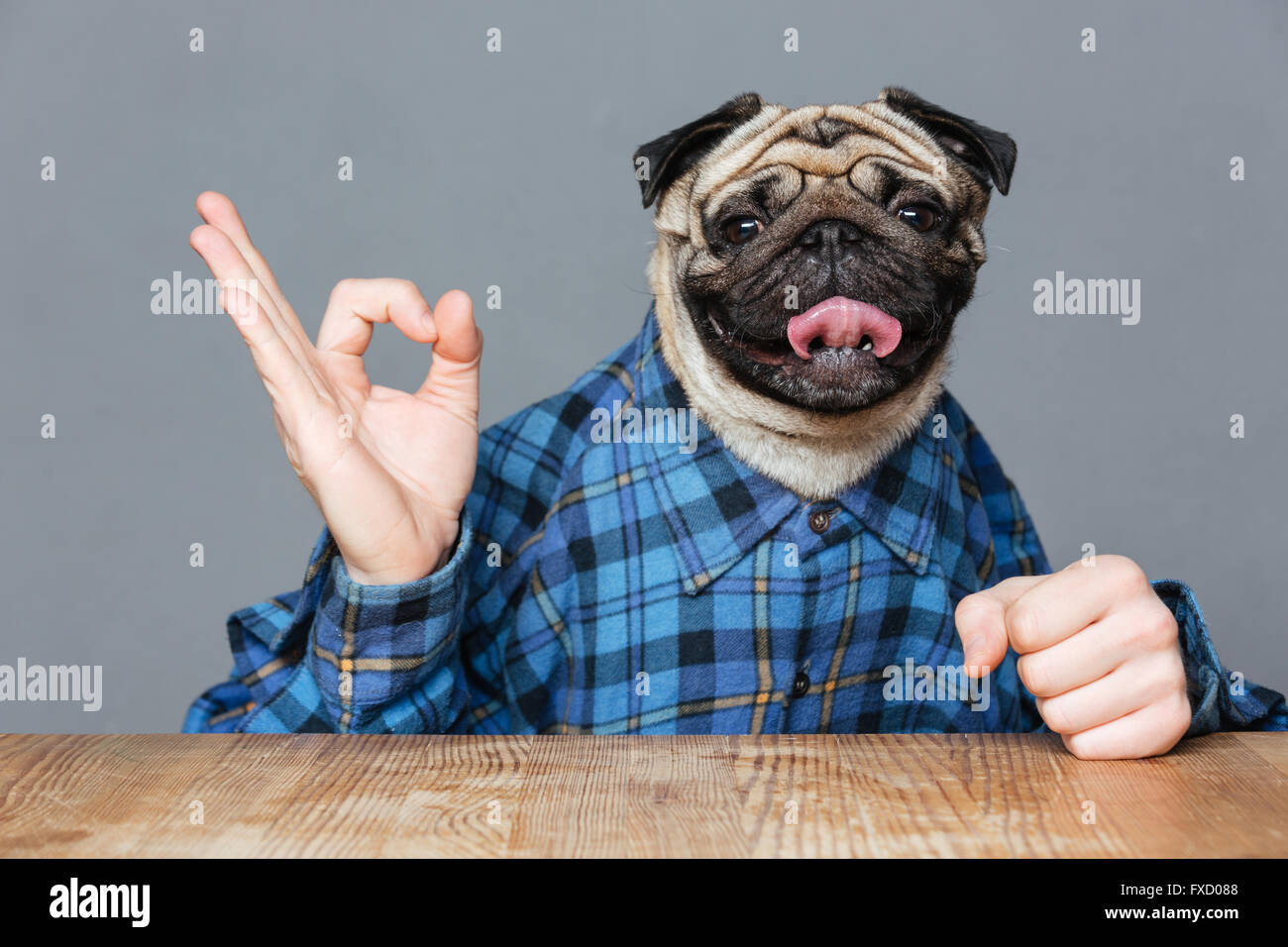 Mann mit Mops Hundekopf im karierten Hemd sitzt und zeigt ok melden ...