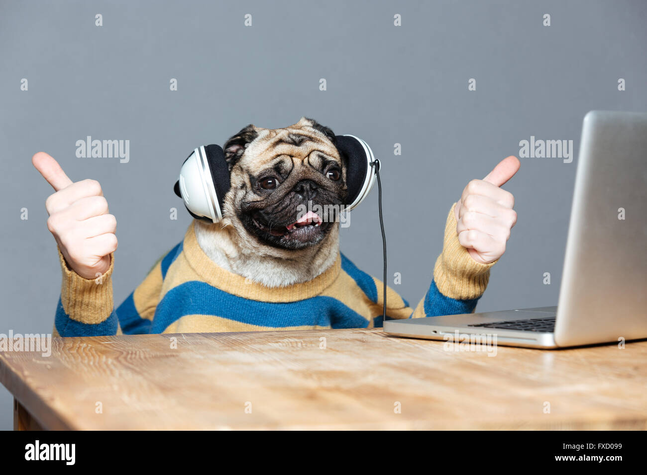 Lustige Mops Hund mit dem Menschen Hände in gestreiften Pullover ...