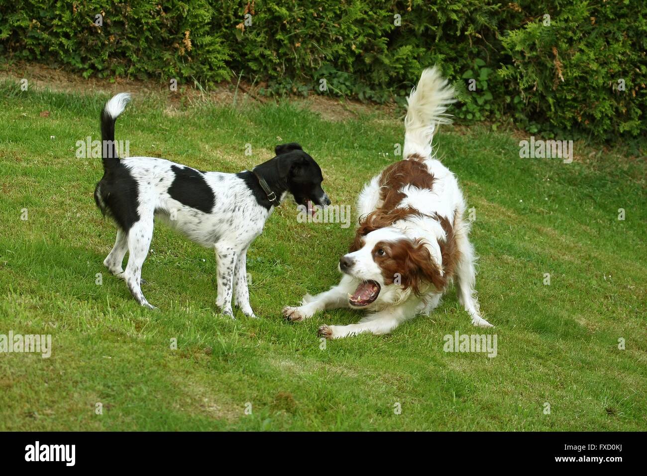 Zwei hunde gross und klein spielen -Fotos und -Bildmaterial in hoher ...