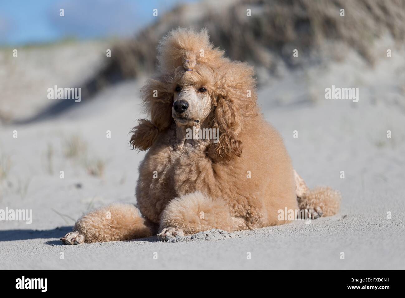 Liegender riese -Fotos und -Bildmaterial in hoher Auflösung – Alamy