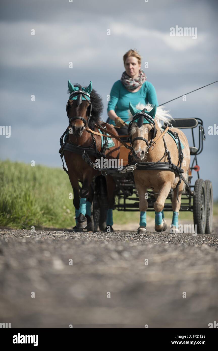Pferde seitenansicht gezeichnet -Fotos und -Bildmaterial in hoher ...