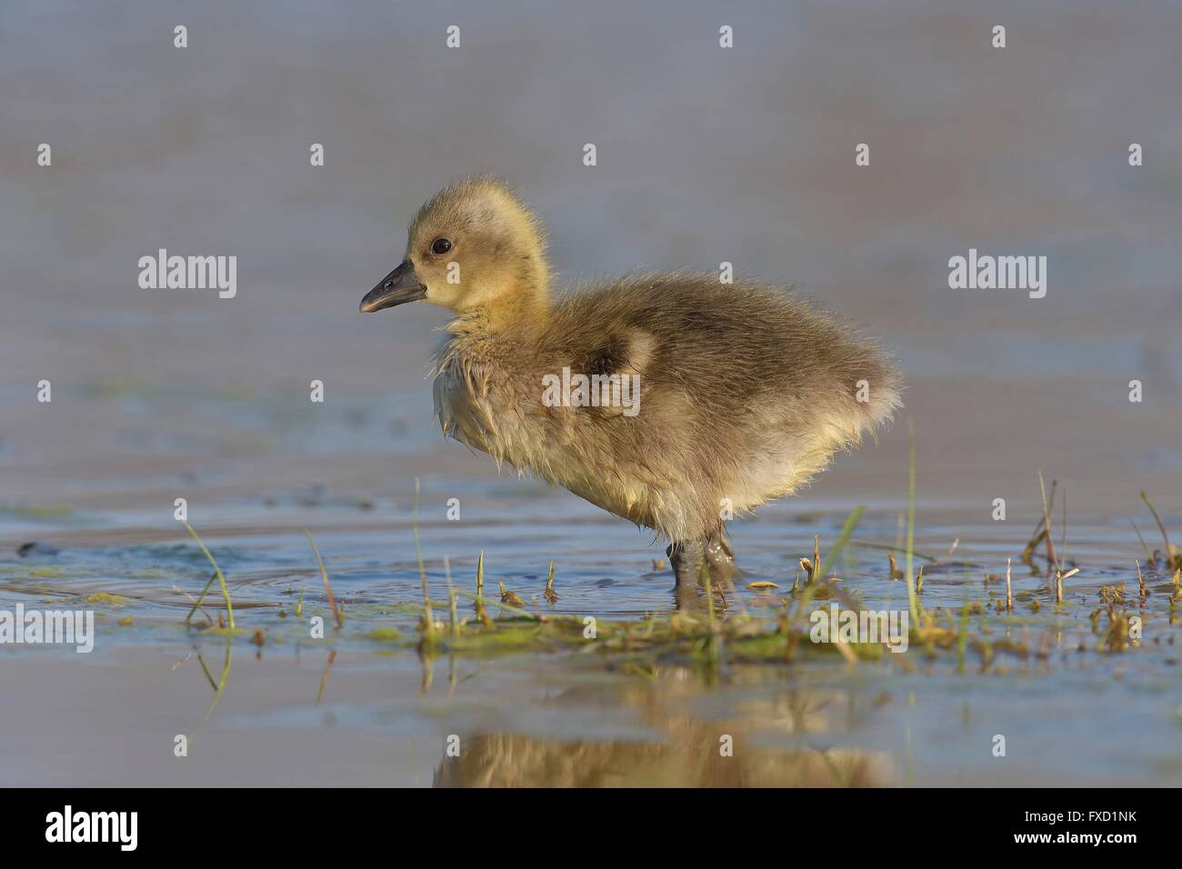 Junge baby gans -Fotos und -Bildmaterial in hoher Auflösung – Alamy