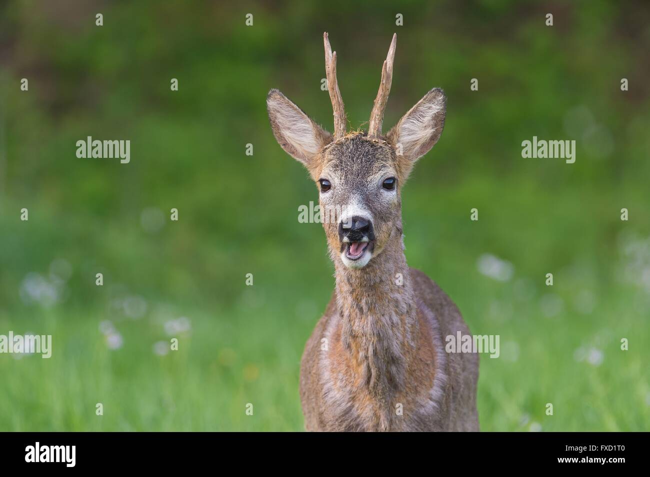 Der rehbock -Fotos und -Bildmaterial in hoher Auflösung – Alamy