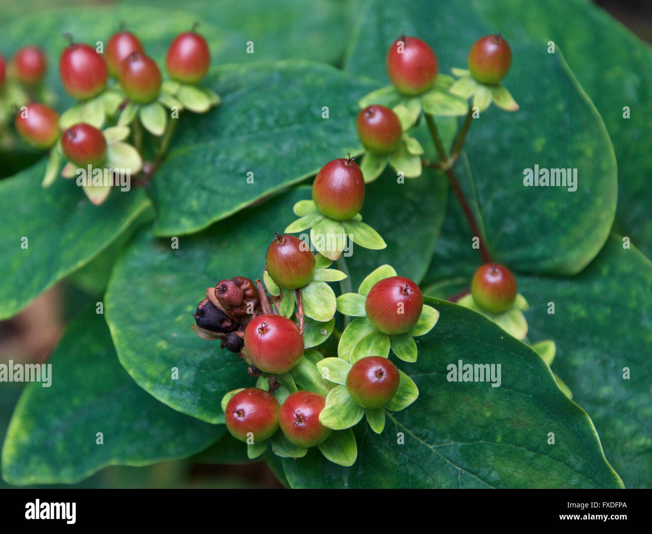 Hypericum rote beeren -Fotos und -Bildmaterial in hoher Auflösung – Alamy