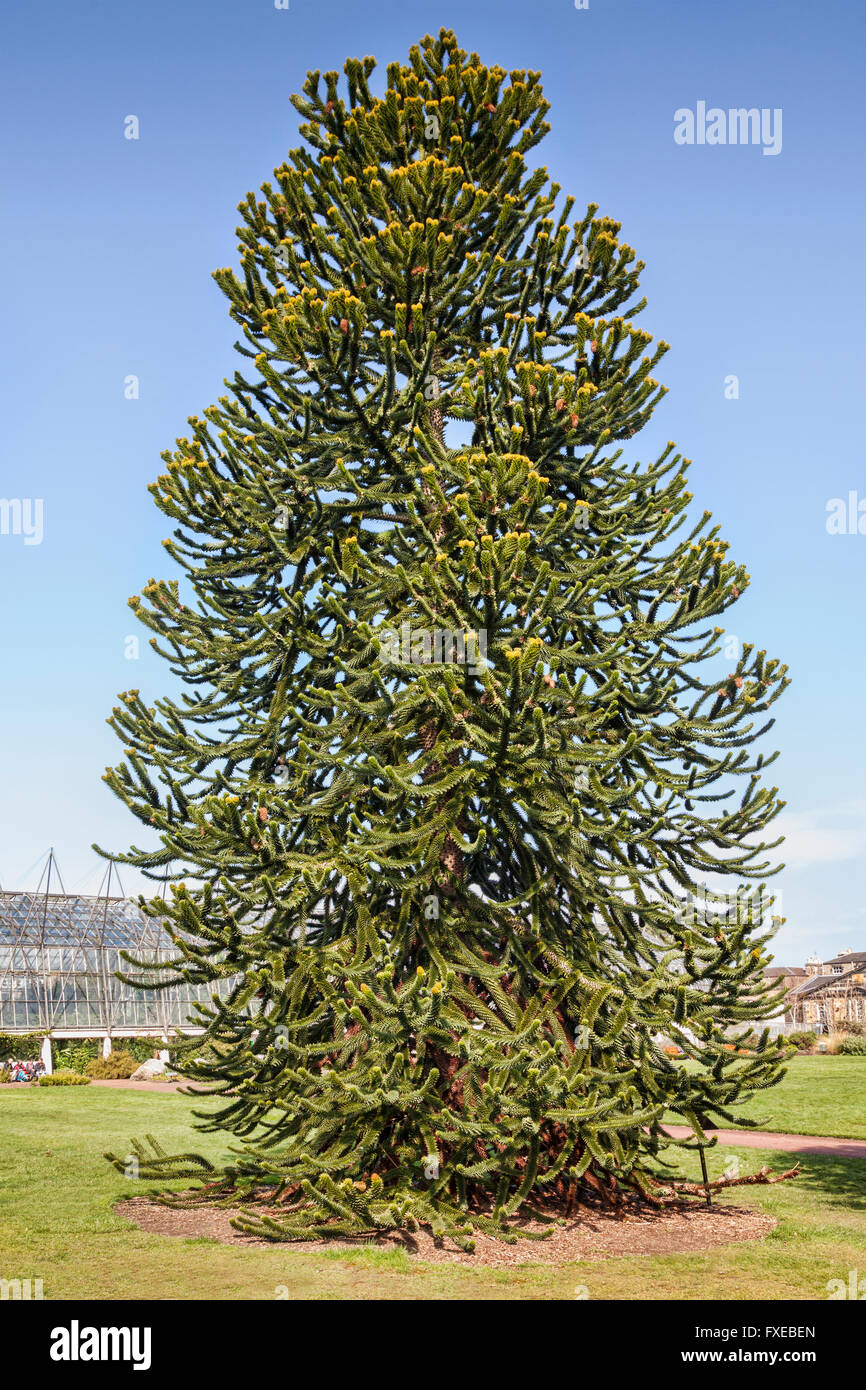 Monkey Puzzle Tree, Araucaria Araucana, in Edinburgh Royal Botanic ...