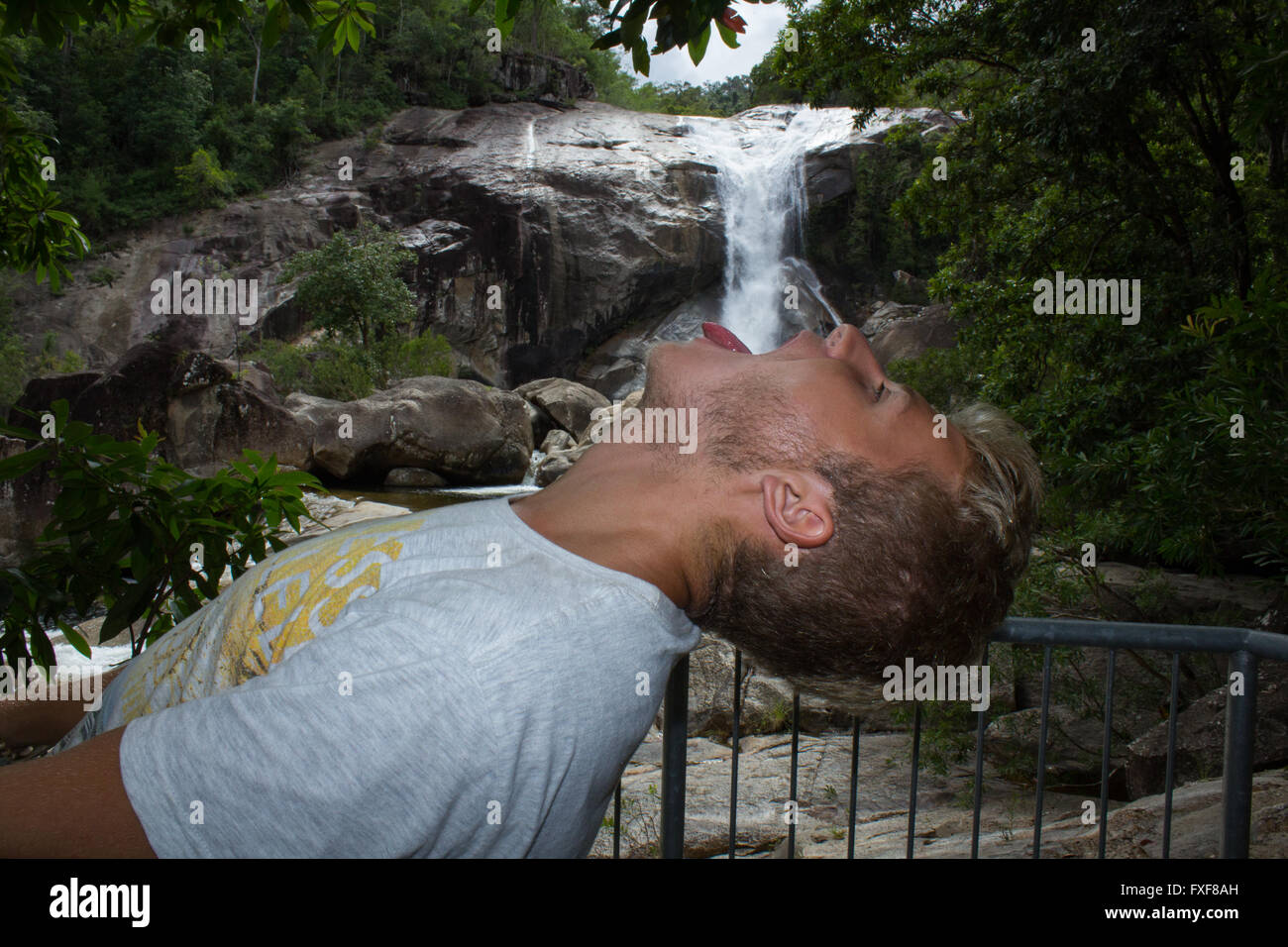Lustiges Bild. Trinken aus einem Wasserfall. Nationalpark, Queensland ...