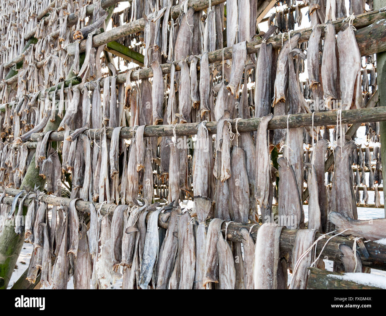 Stockfisch aufhängen und trocknen auf Gestell in Svolvaer, Lofoten ...