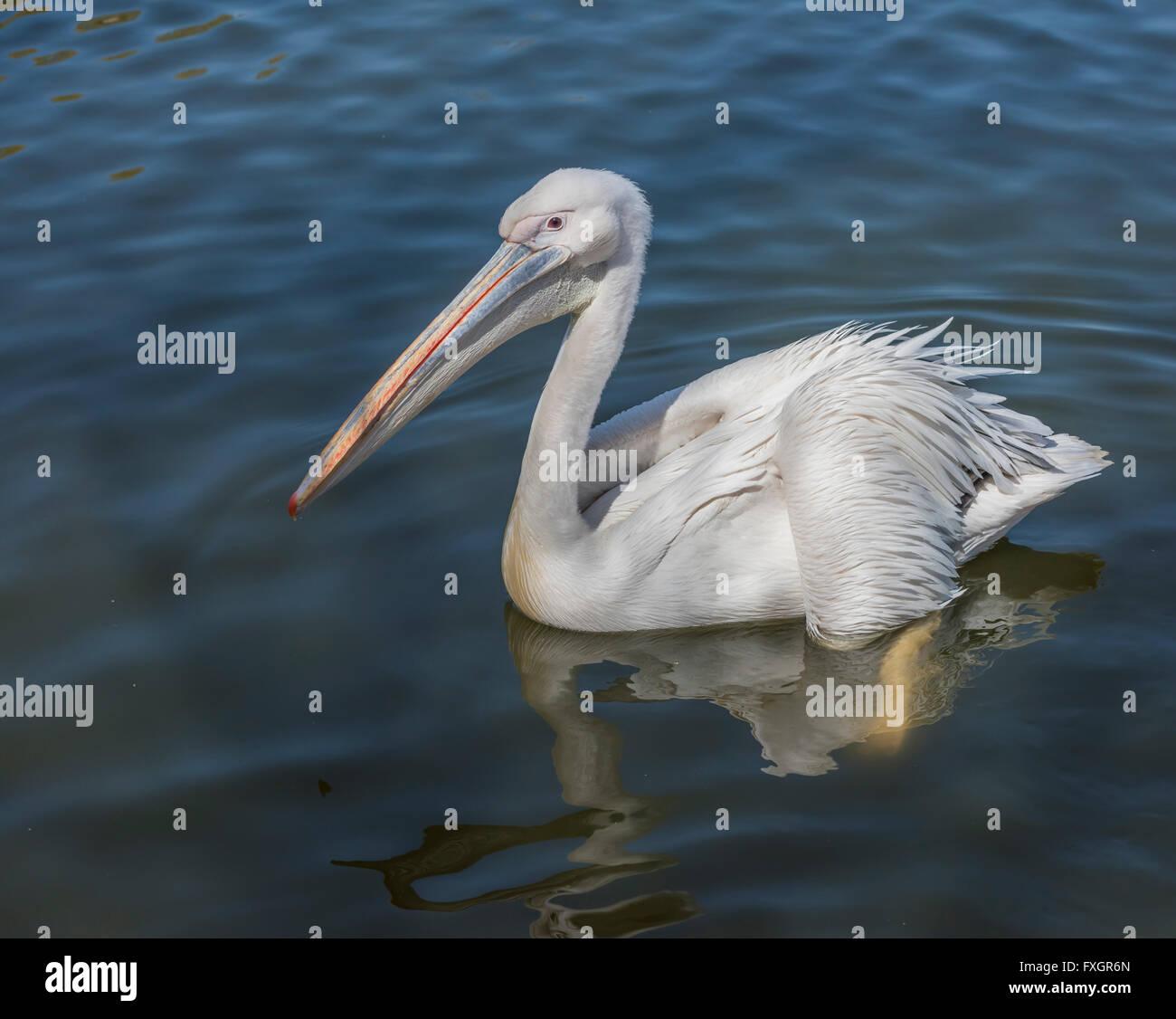 Warten auf große fische -Fotos und -Bildmaterial in hoher Auflösung – Alamy