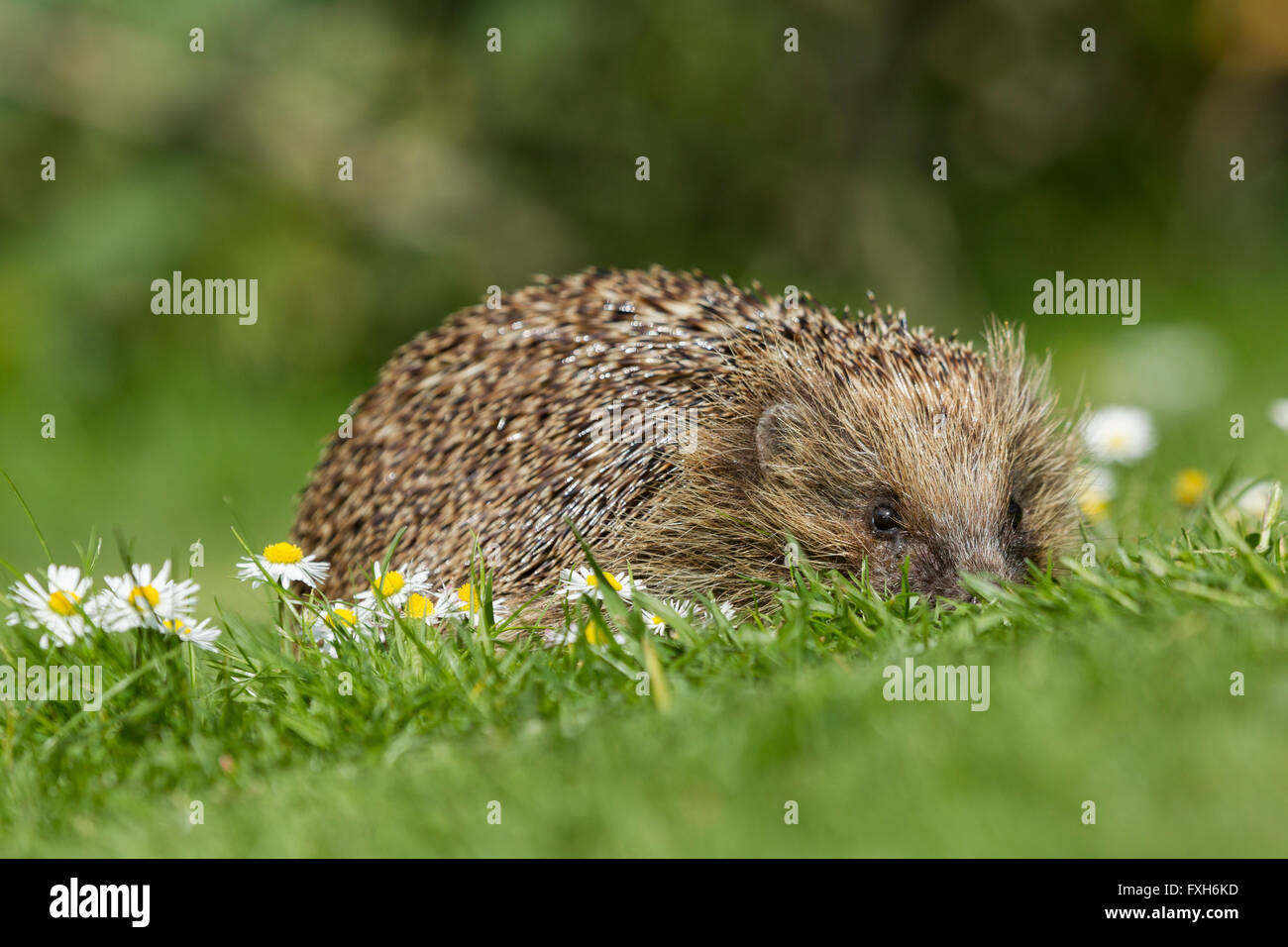 Zusammengerollter Igel Stockfotos & Zusammengerollter Igel Bilder - Alamy