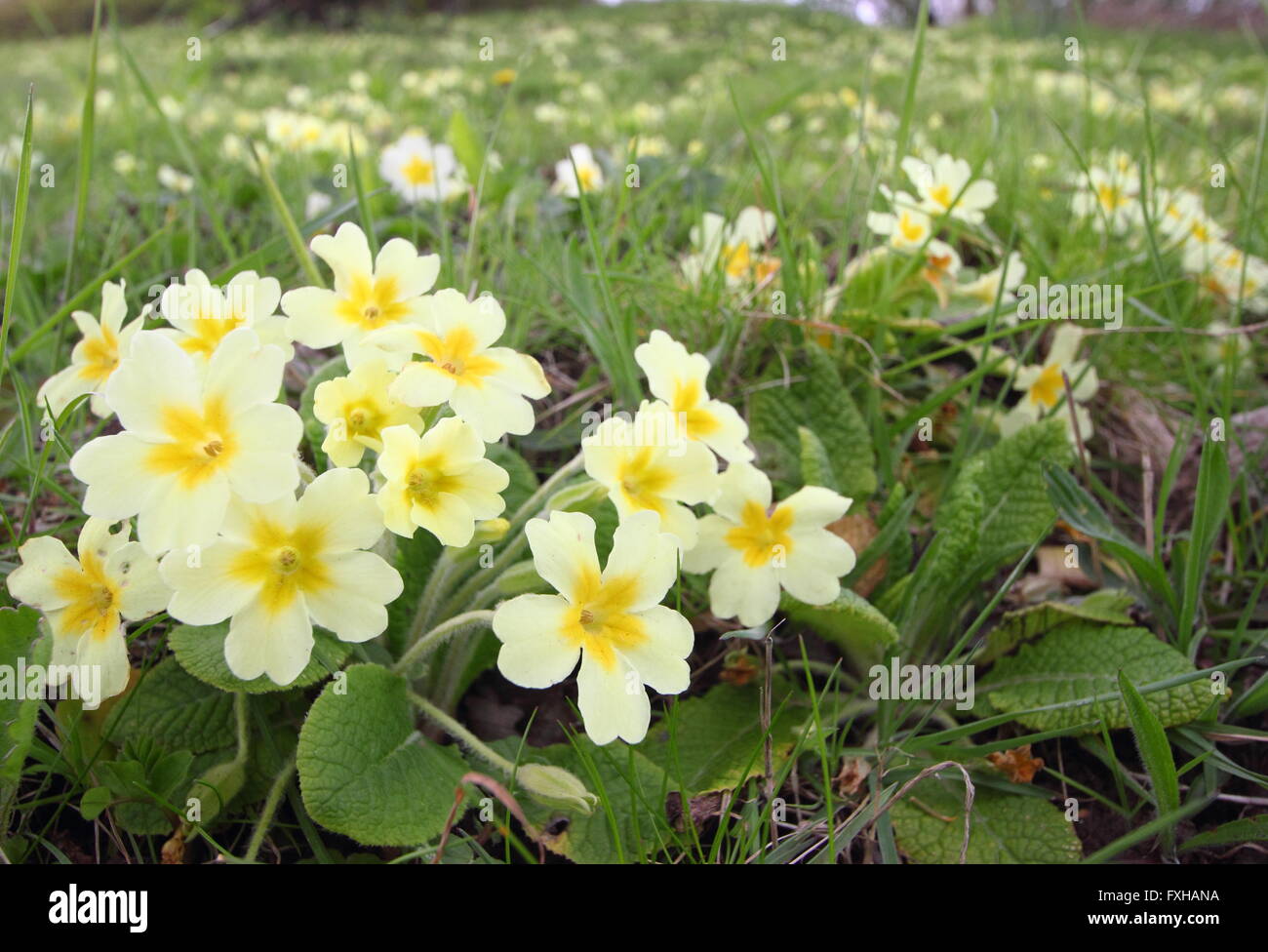 Close up wild primroses primula -Fotos und -Bildmaterial in hoher ...