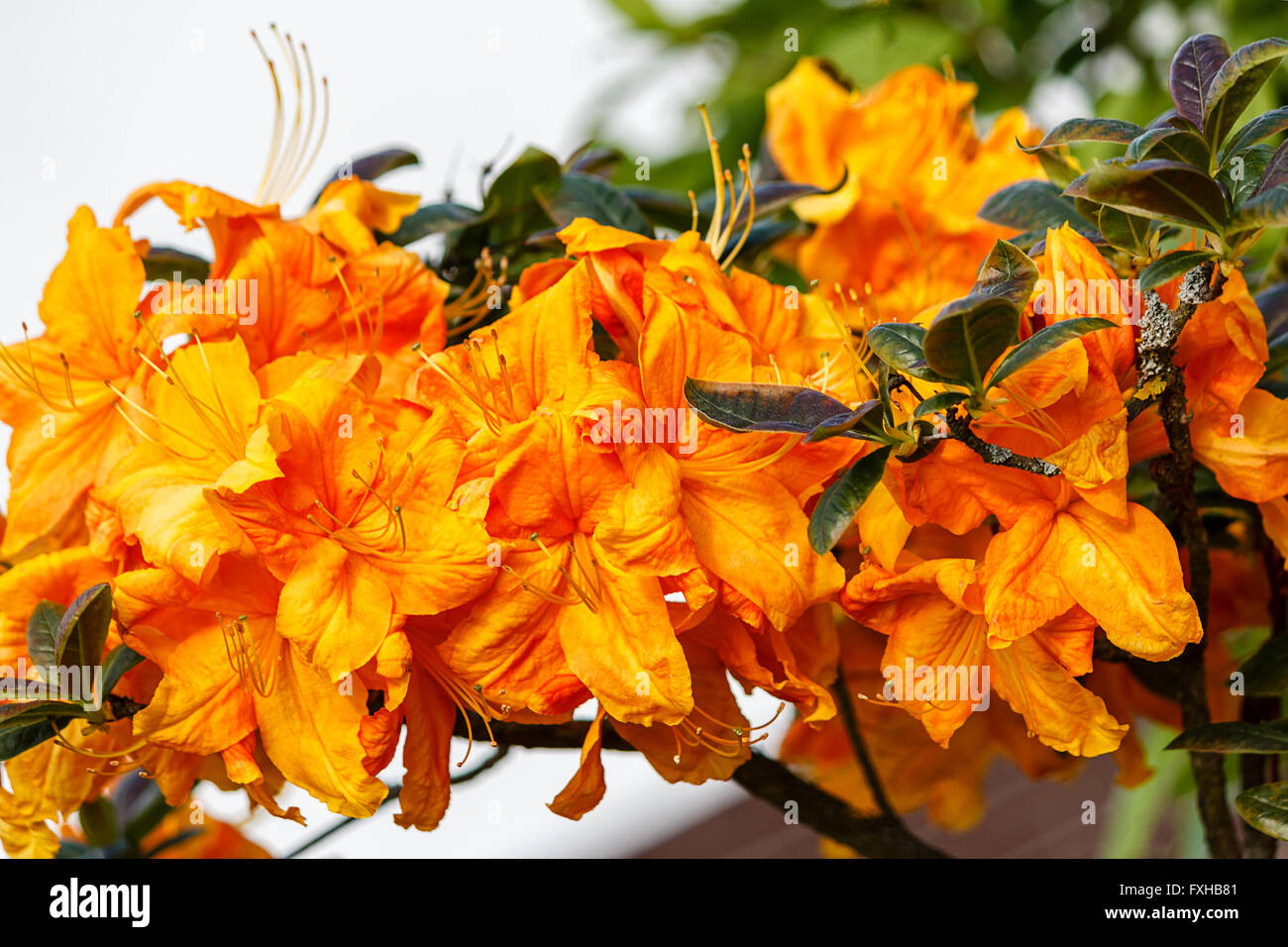 Azalea rhododendron yellow orange -Fotos und -Bildmaterial in hoher ...