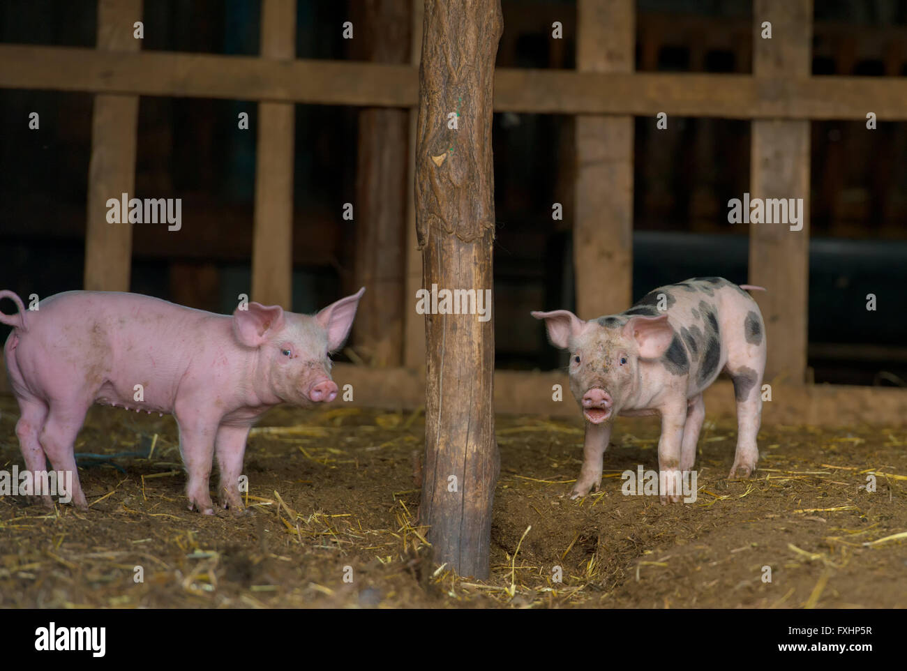 Fröhliche ferkel -Fotos und -Bildmaterial in hoher Auflösung – Alamy