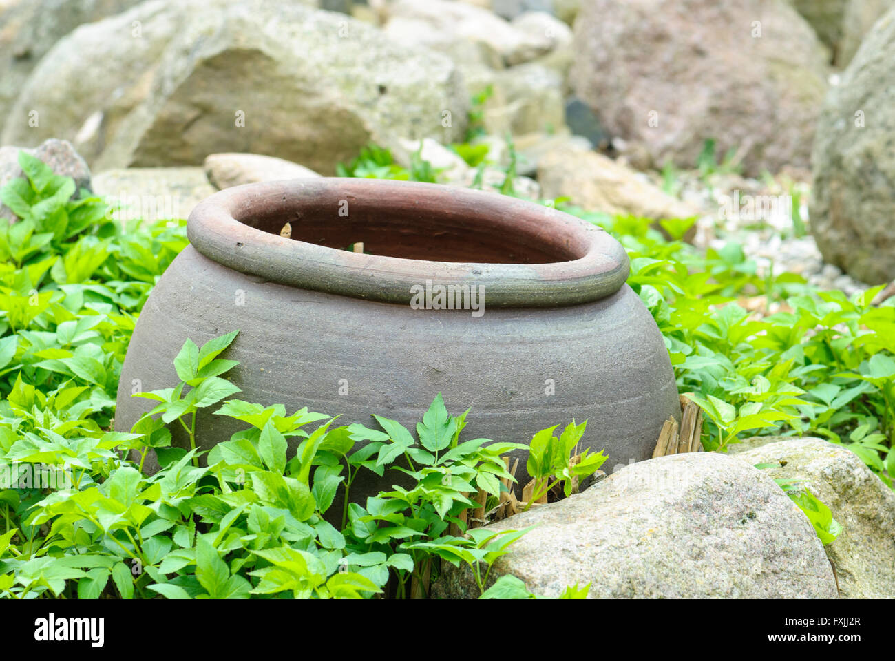 Tontopf im Blumenbeet mit Boden Holunder, Aegopodium podagraria ...