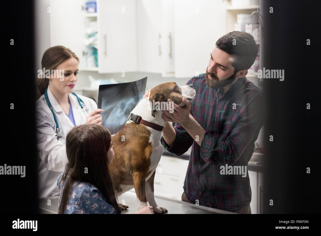 Hund auf der suche nach seinem besitzer -Fotos und -Bildmaterial in ...