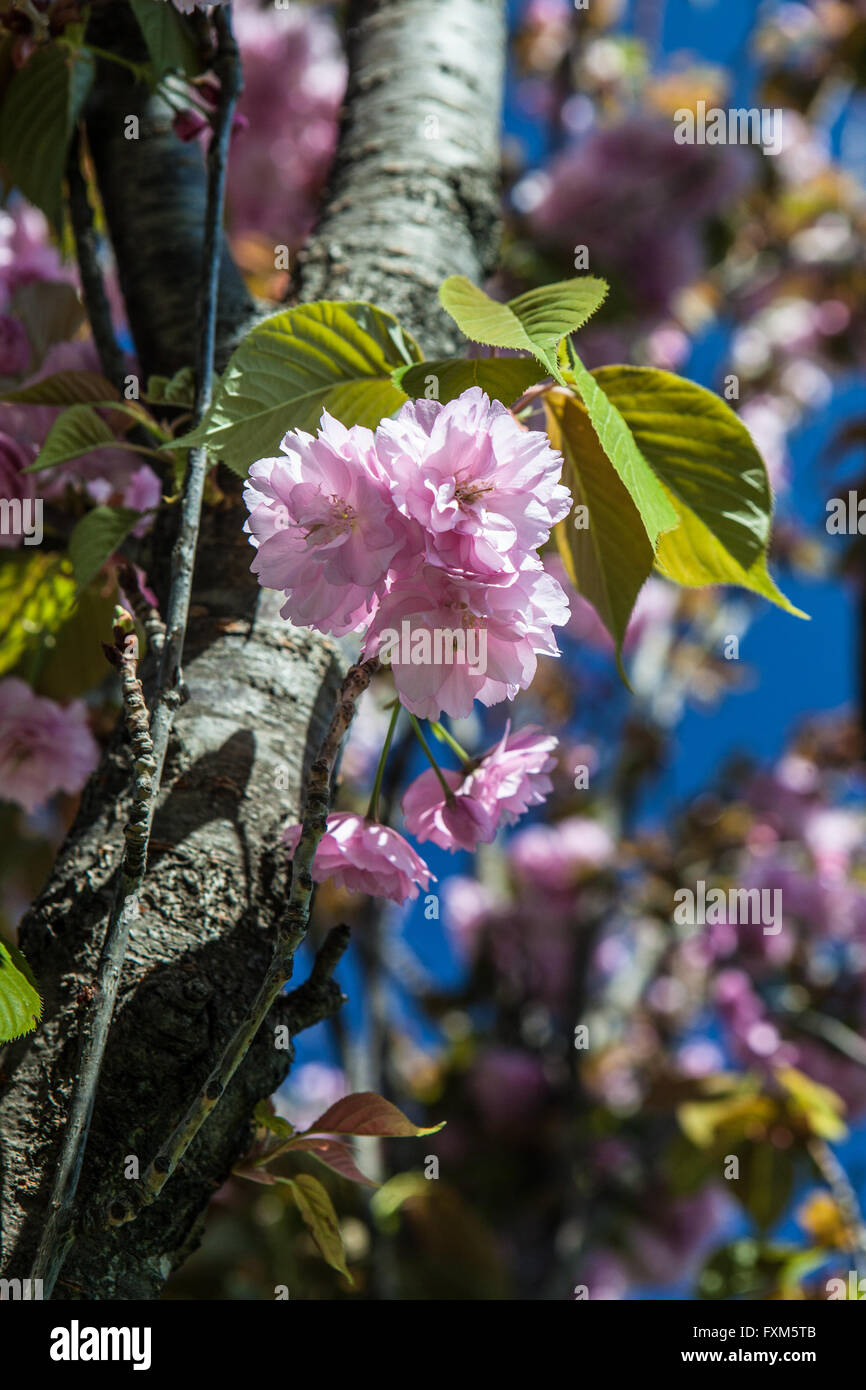Prunus Serrulata Kanzan Stockfotografie - Alamy