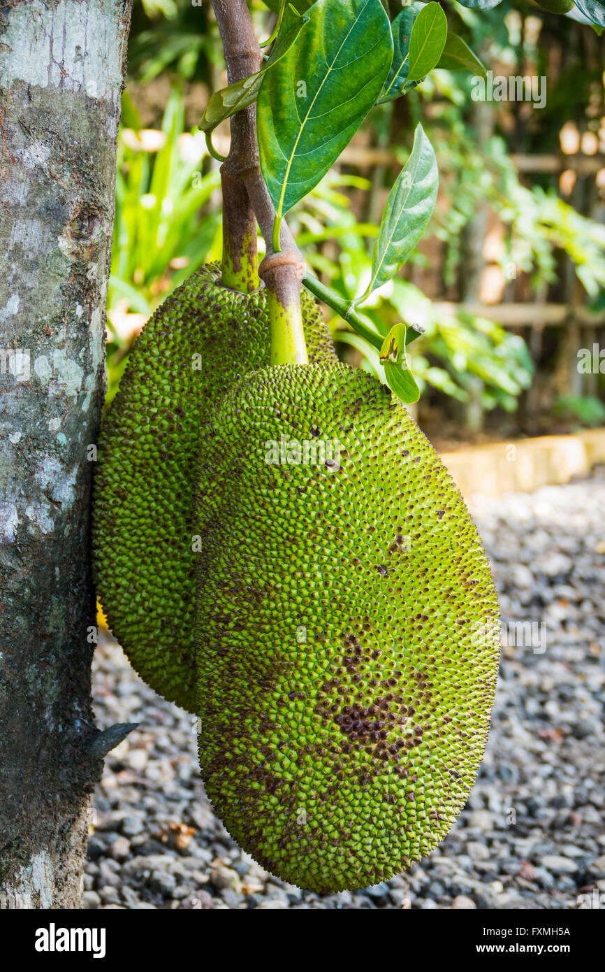 Jaca oder jackfrucht -Fotos und -Bildmaterial in hoher Auflösung – Alamy