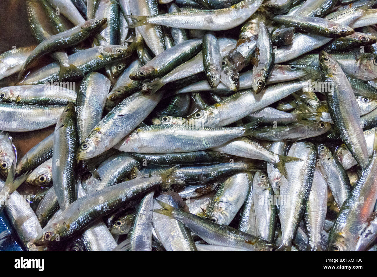 Hering fisch -Fotos und -Bildmaterial in hoher Auflösung – Alamy