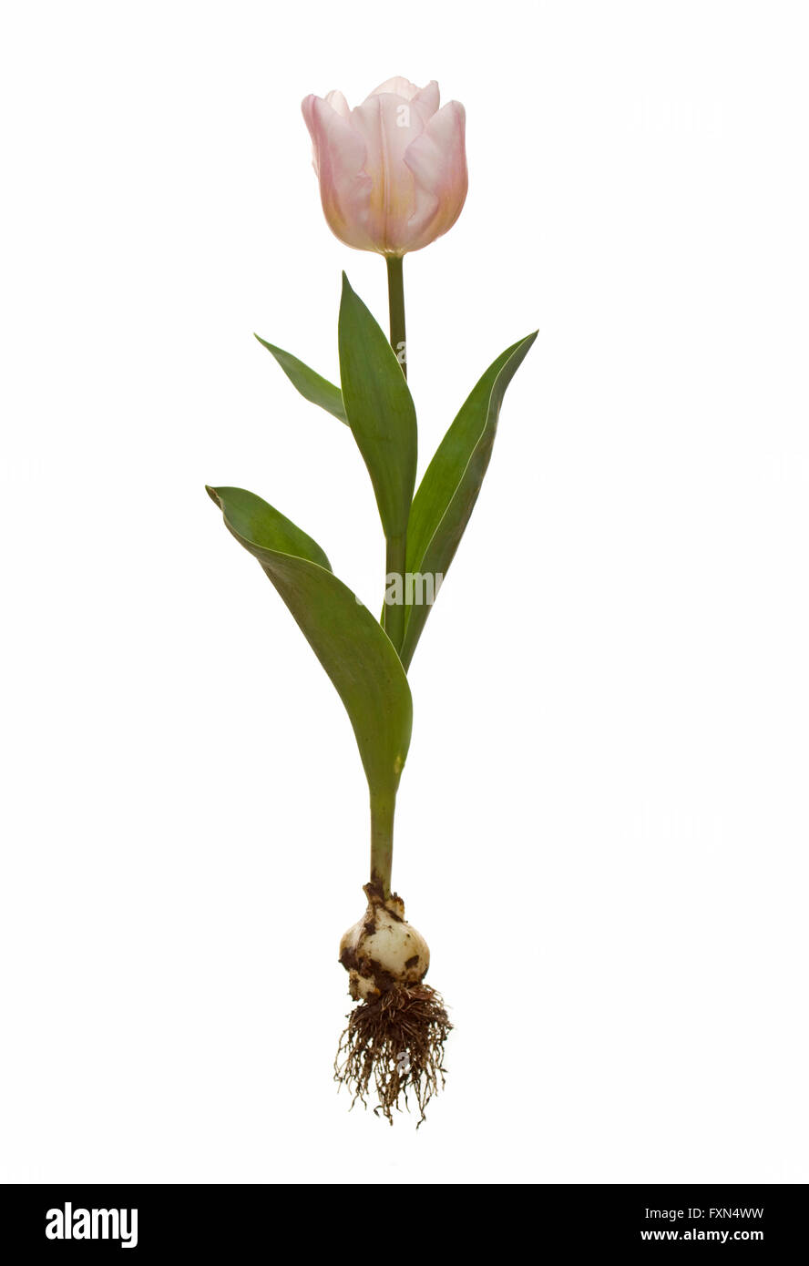 süße Liebe ganze Tulpe mit Birne und Wurzeln Stockfotografie - Alamy