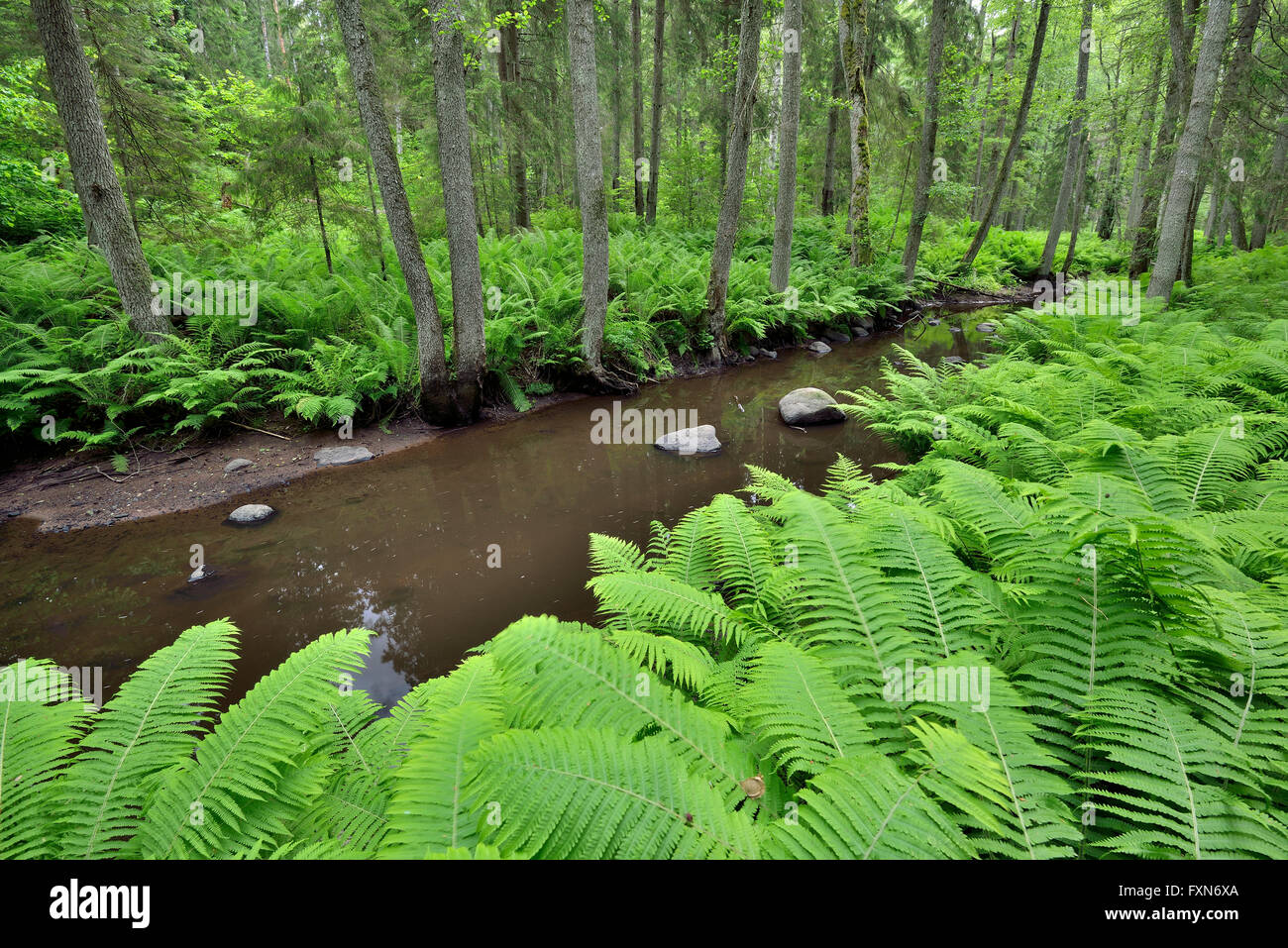 Fluss im wald -Fotos und -Bildmaterial in hoher Auflösung – Alamy