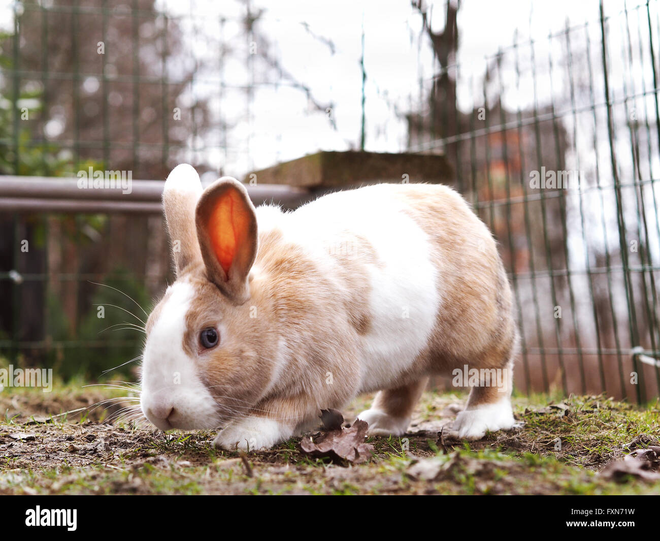 Riese Und Zwerg Clipart House