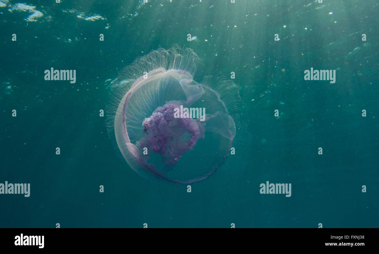 Qualle rot -Fotos und -Bildmaterial in hoher Auflösung – Alamy