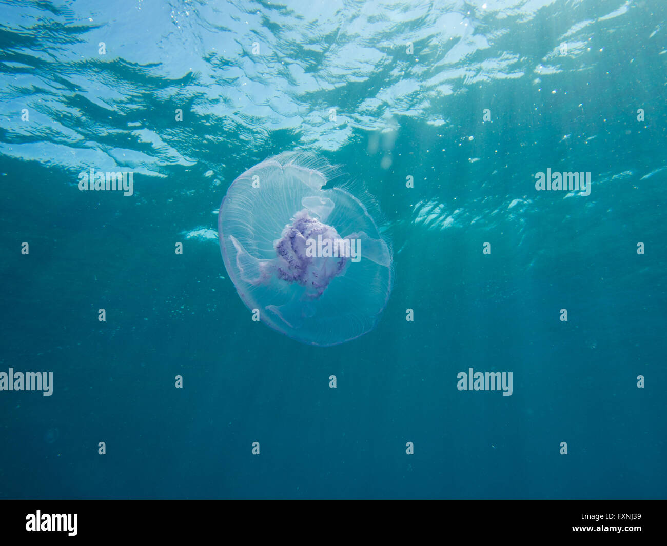 Qualle rot -Fotos und -Bildmaterial in hoher Auflösung – Alamy