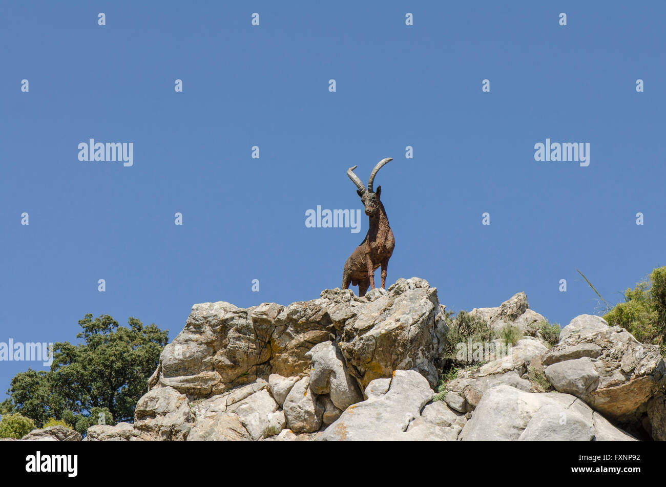 Spanischer steinbock -Fotos und -Bildmaterial in hoher Auflösung – Alamy