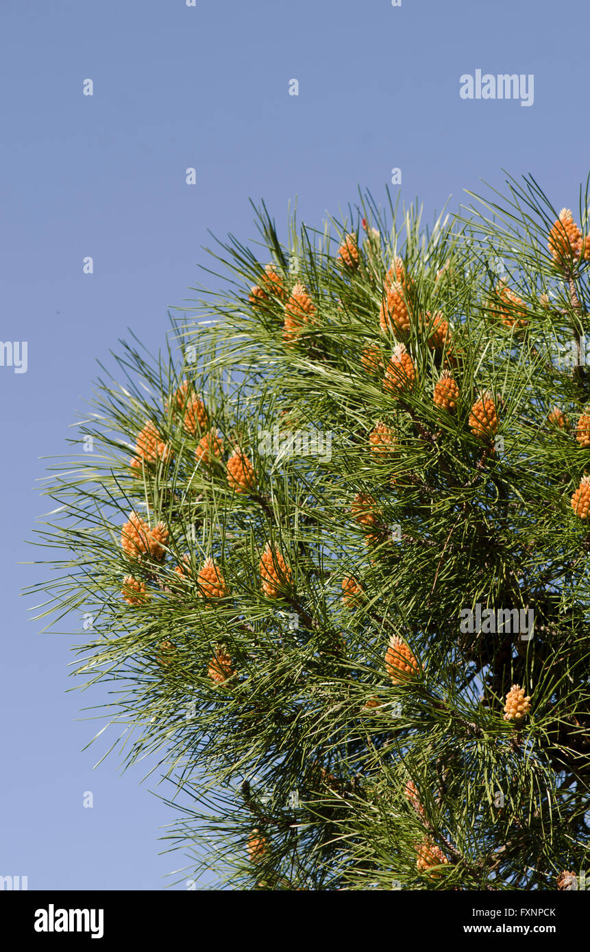 Aleppo kiefern pinus halepensis -Fotos und -Bildmaterial in hoher ...