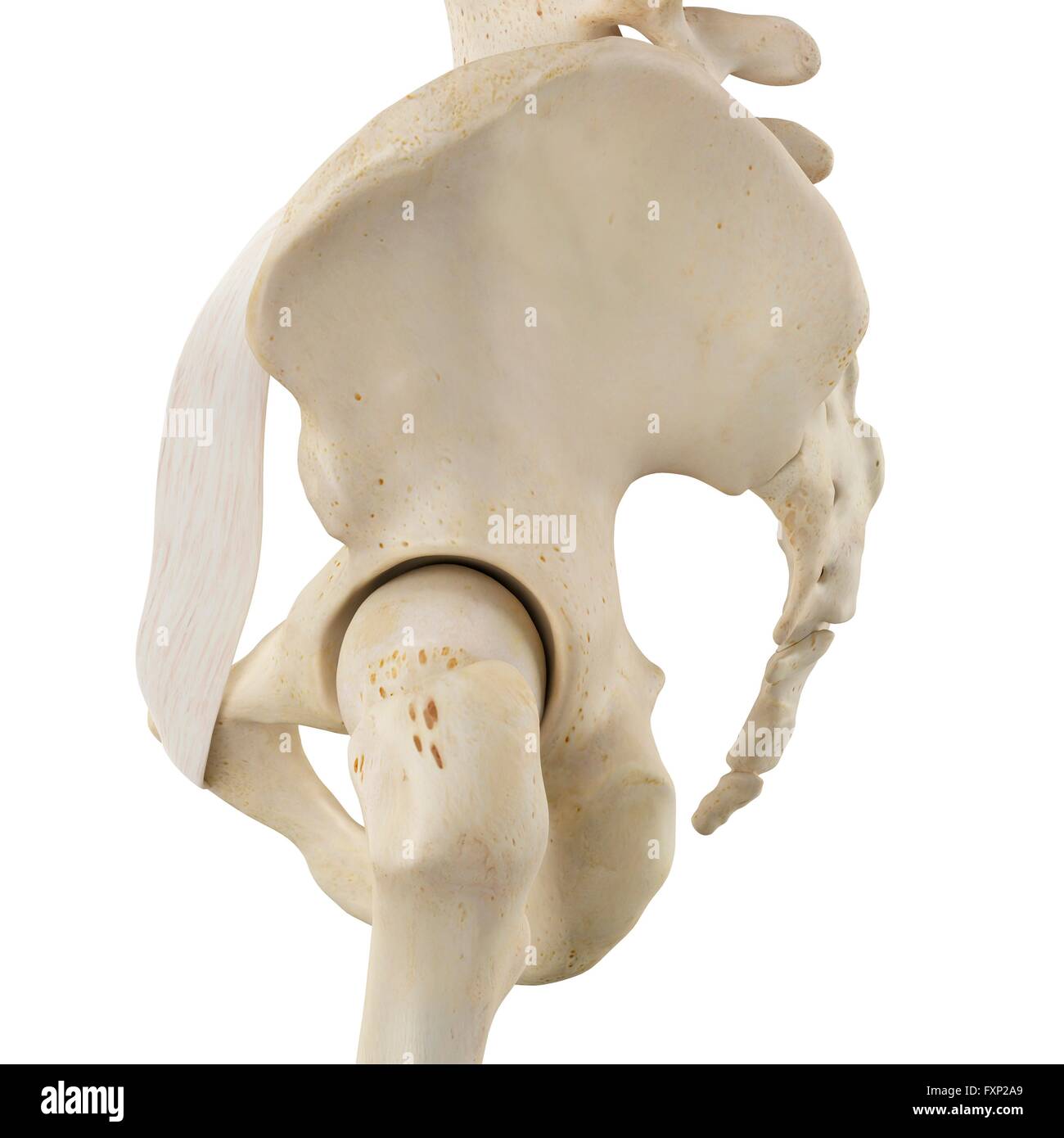 Menschliche beckenknochen -Fotos und -Bildmaterial in hoher Auflösung ...